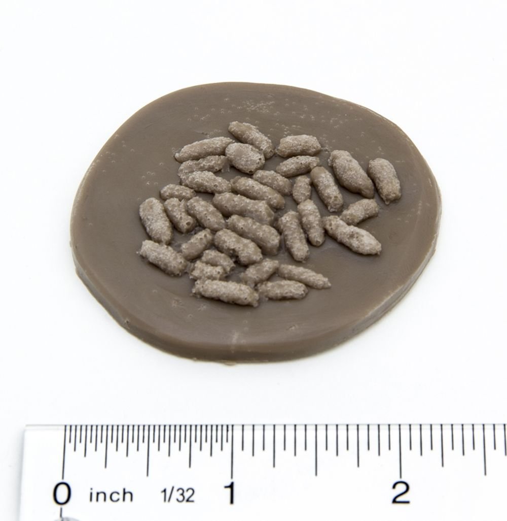 Chipmunk Droppings: What Does Chipmunk Droppings Look Like? - World ...